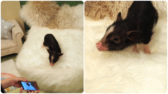 Mipig Harajuku: We visit the new micro pig cafe in Tokyo | SoraNews24 ...