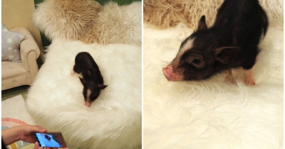 Pig Cafe Harajuku mipig micro pigs animal cafes Shibuya Tokyo Japan ...