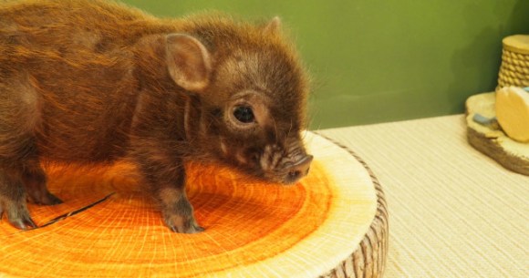 Pig Cafe Harajuku mipig micro pigs animal cafes Shibuya Tokyo Japan ...