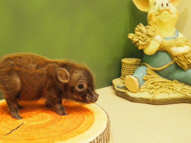 Mipig Harajuku: We visit the new micro pig cafe in Tokyo | SoraNews24 ...