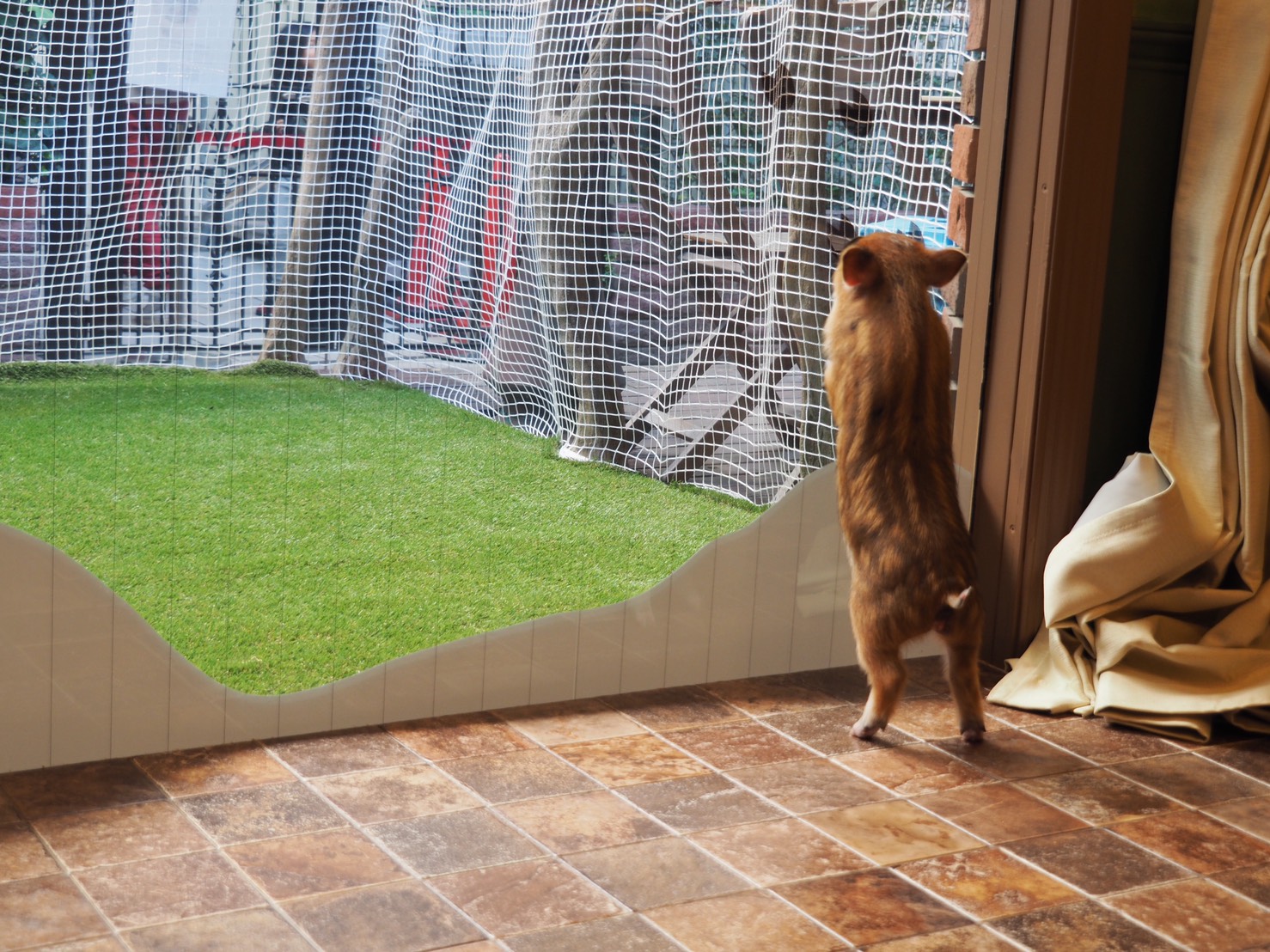 Mipig Harajuku: We visit the new micro pig cafe in Tokyo | SoraNews24 ...