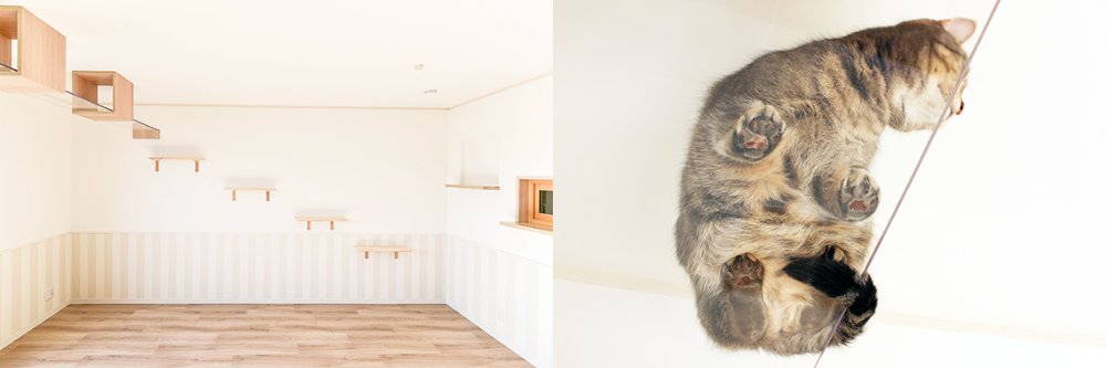 New cat-friendly homes in Japan come specially designed for felines ...