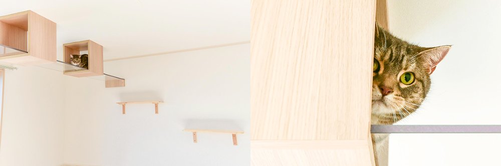 New cat-friendly homes in Japan come specially designed for felines ...