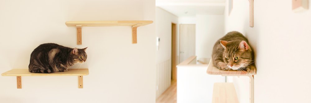 New cat-friendly homes in Japan come specially designed for felines ...