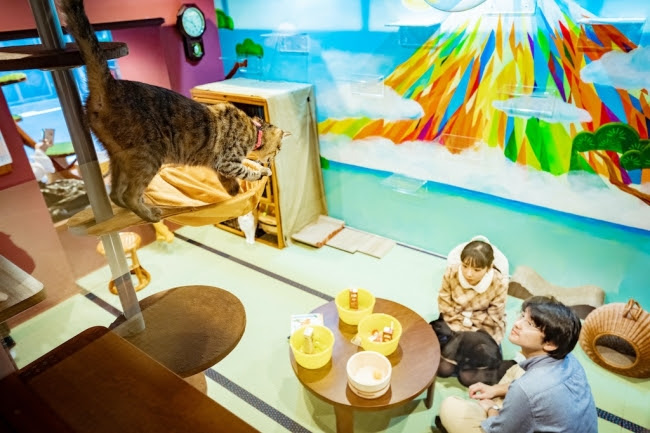 New cat hotel in Japan lets you watch kitties right outside your window ...