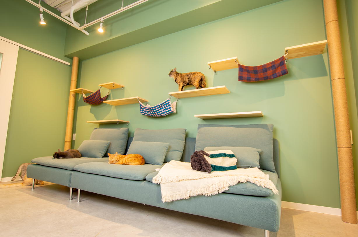 Japan’s first-ever capybara cat cafe opens in Tokyo | SoraNews24 -Japan ...