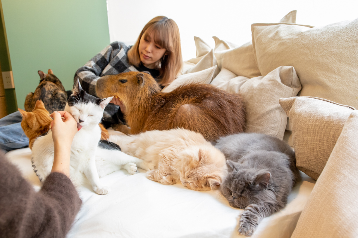 Japan’s first-ever capybara cat cafe opens in Tokyo | SoraNews24 —Japan ...