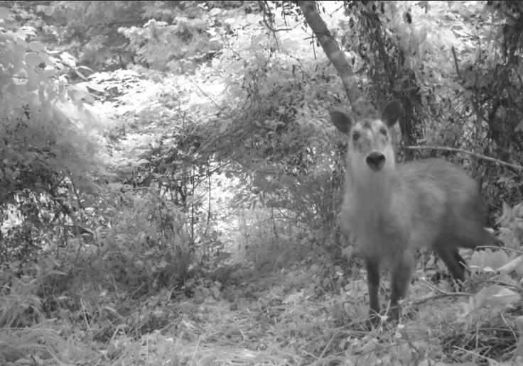 New study shows wildlife thriving in areas evacuated after Fukushima ...