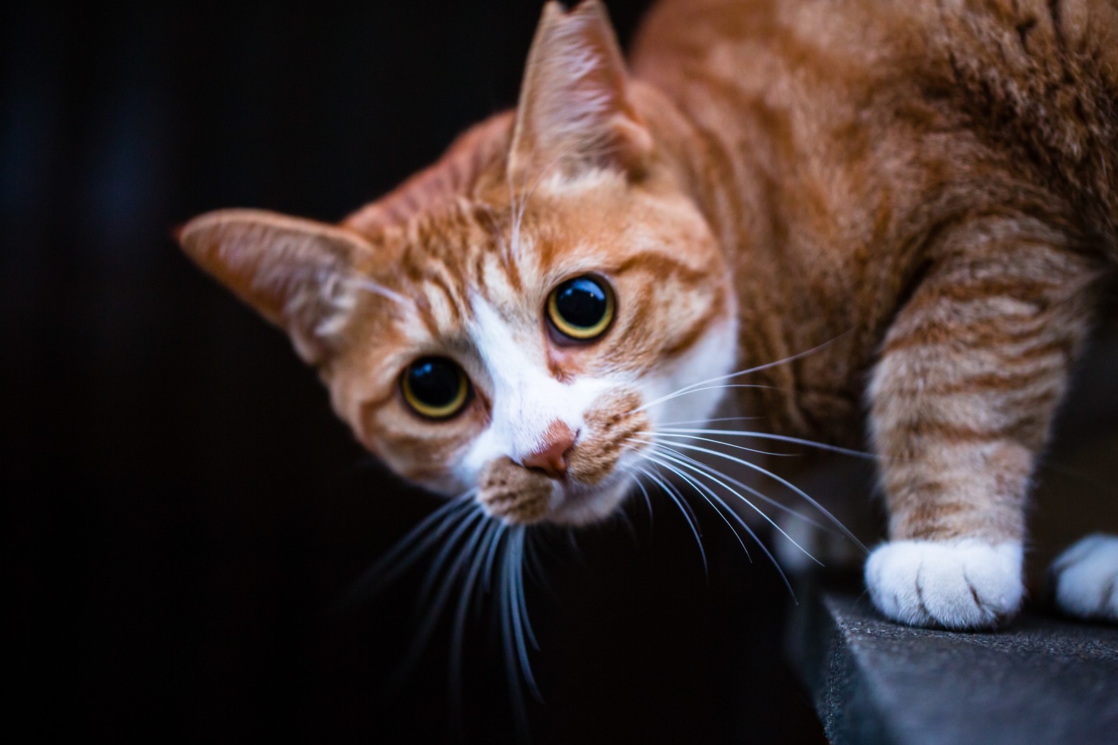 Meow’s this? 2020’s ranking of the top cat names and breeds in Japan ...