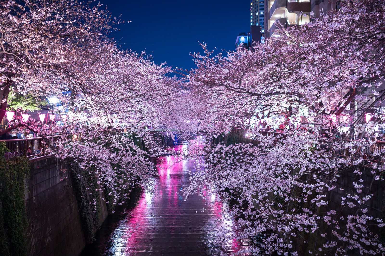 Sakura sake cup proves coronavirus can’t stop indoor hanami cherry ...