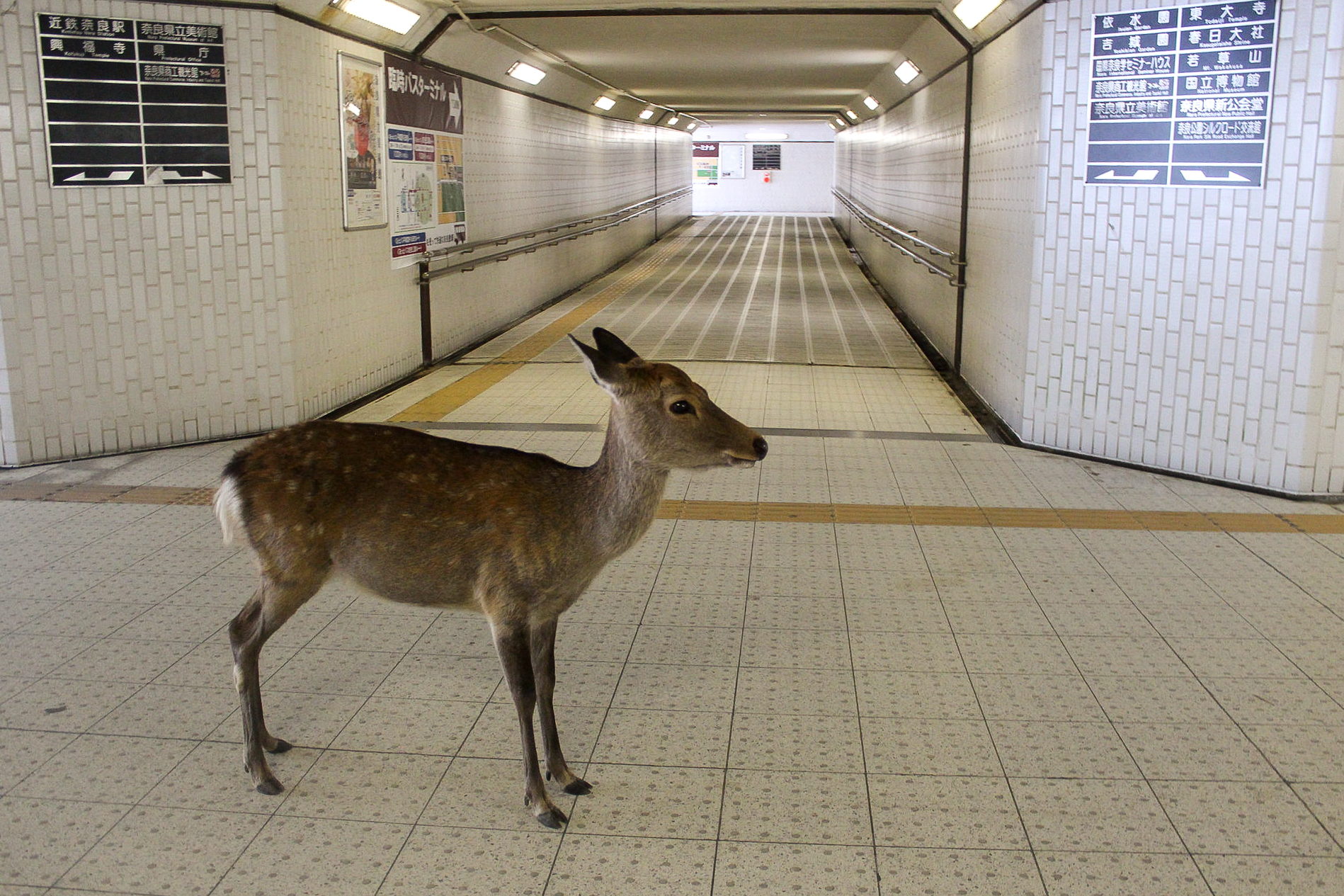 During Golden Week rush, Nara deer so overwhelmed with rice crackers ...
