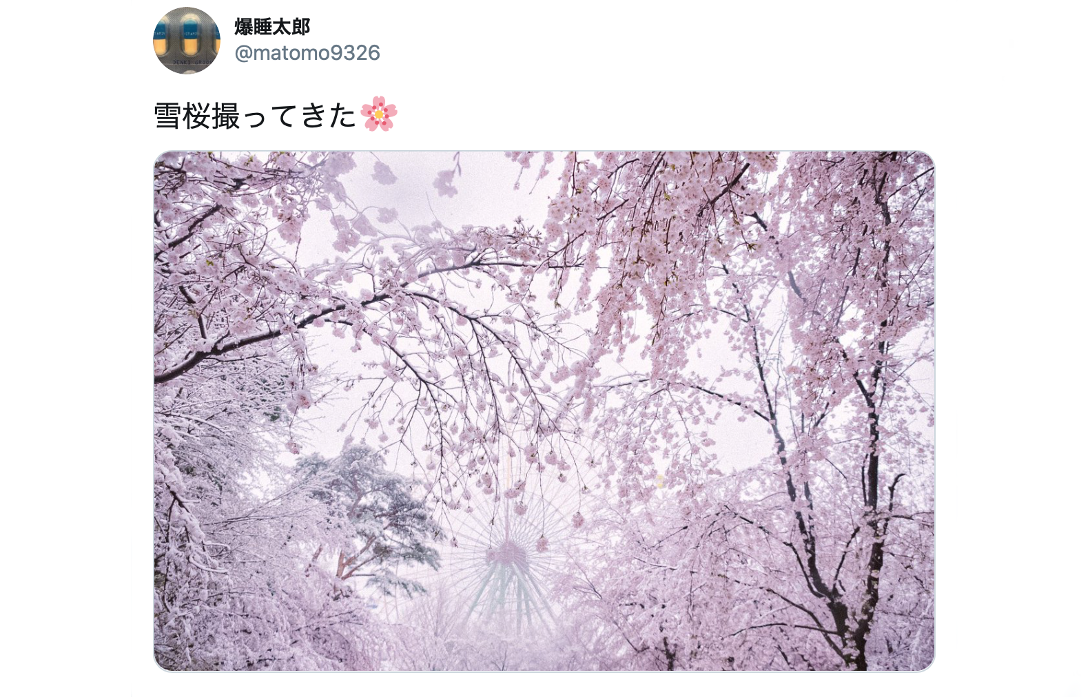 Spring snow falls in Tokyo, creating beautiful images of Japanese ...