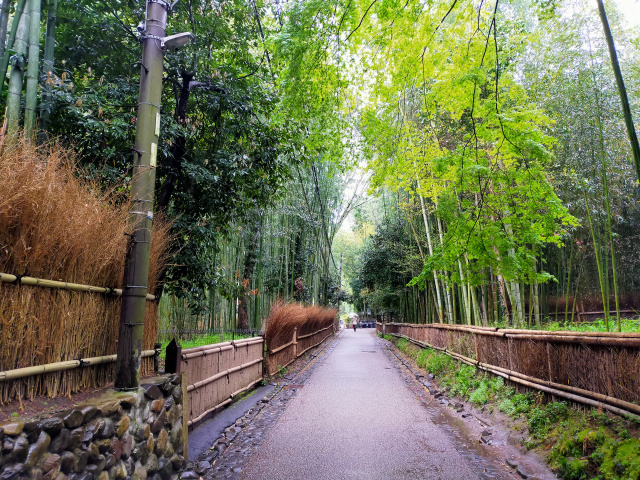 Popular tourist spots in Kyoto look like a ghost town due to ...