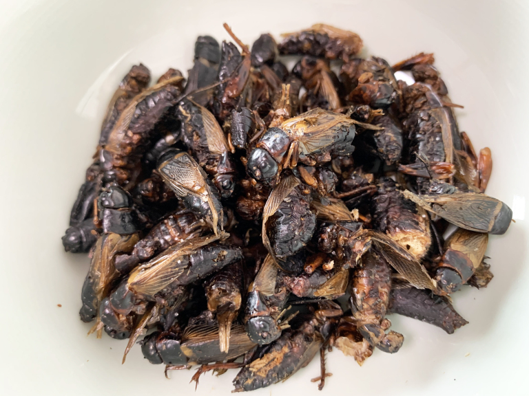 Our reporter eats more bugs from a Tokyo vending machine, compares ...