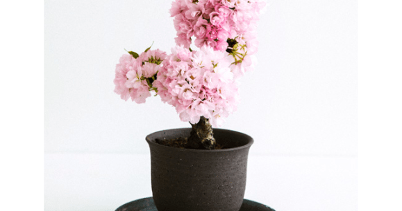 Potted mini sakura trees are perfect for everyone who missed cherry ...