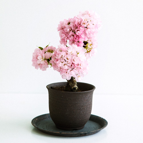 Potted mini sakura trees are perfect for everyone who missed cherry ...