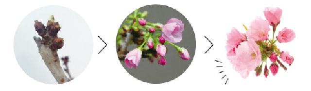 Potted mini sakura trees are perfect for everyone who missed cherry ...