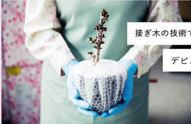 Potted mini sakura trees are perfect for everyone who missed cherry ...