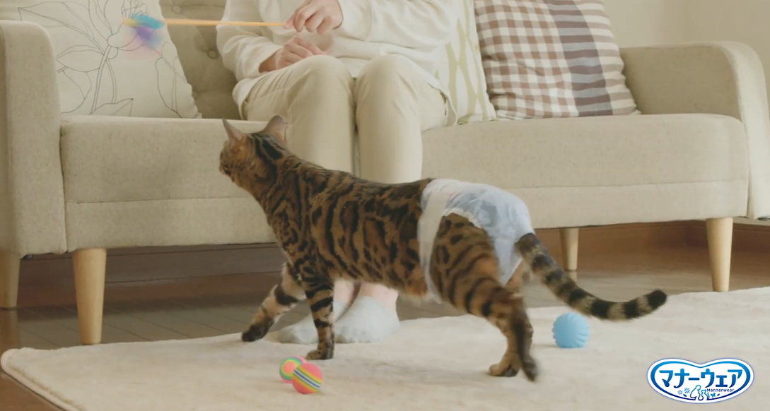 Japan’s cat diaper video shows how to keep your feline friend dry AND ...