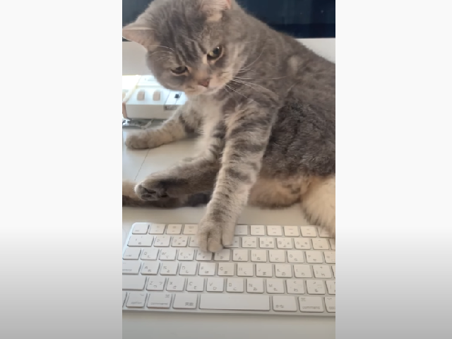 Cat taking over your work-from-home keyboard? Japanese YouTuber has ...