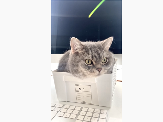 Cat taking over your work-from-home keyboard? Japanese YouTuber has ...