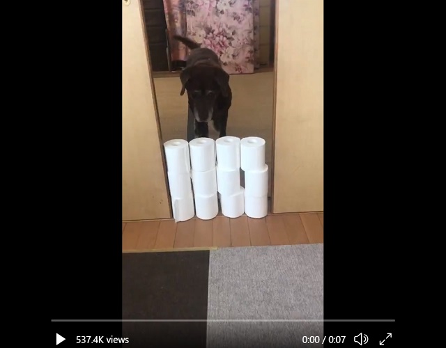 Japanese arcade restroom asks customers to declare loyalty for dogs or ...