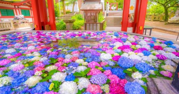 Tradition meets summer blooms as shrines arrange beautiful floating ...