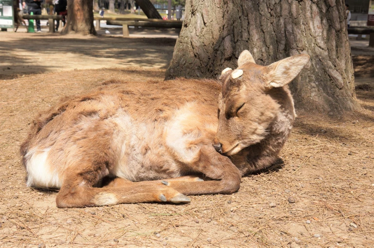 During Golden Week rush, Nara deer so overwhelmed with rice crackers ...