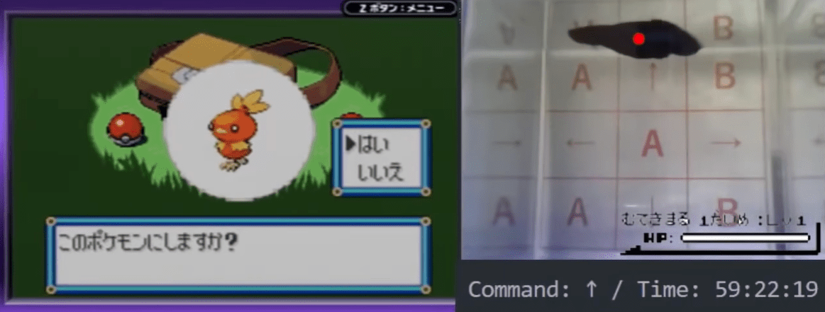 This pet fish in Japan is trying to beat Pokémon Sapphire, and it’s ...