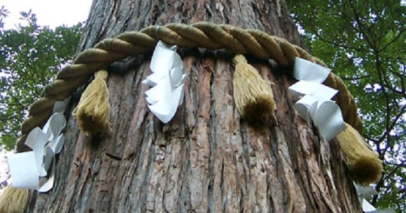 Sacred 1,200-year-old tree toppled by severe storm at shrine in central ...