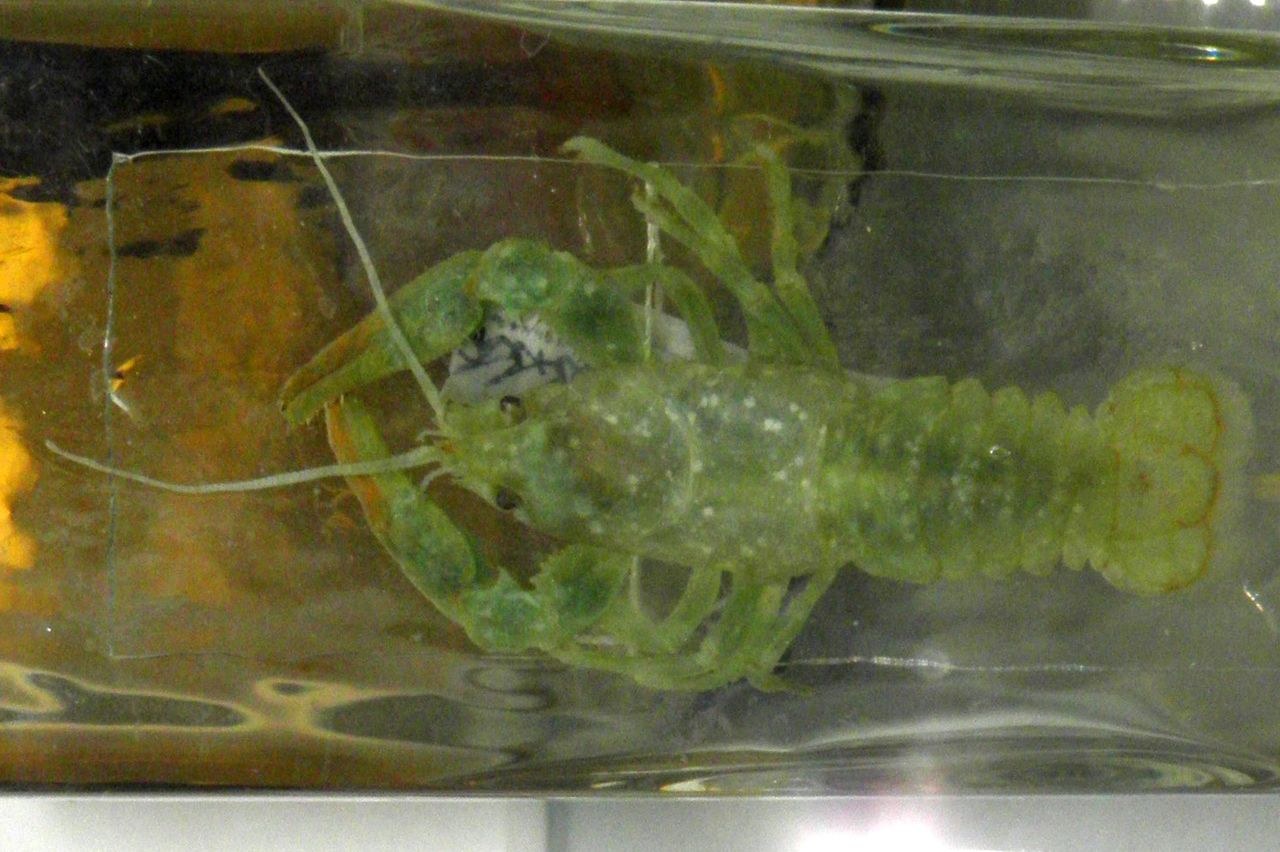 Japan government to fine up to one million yen for anyone harboring ...