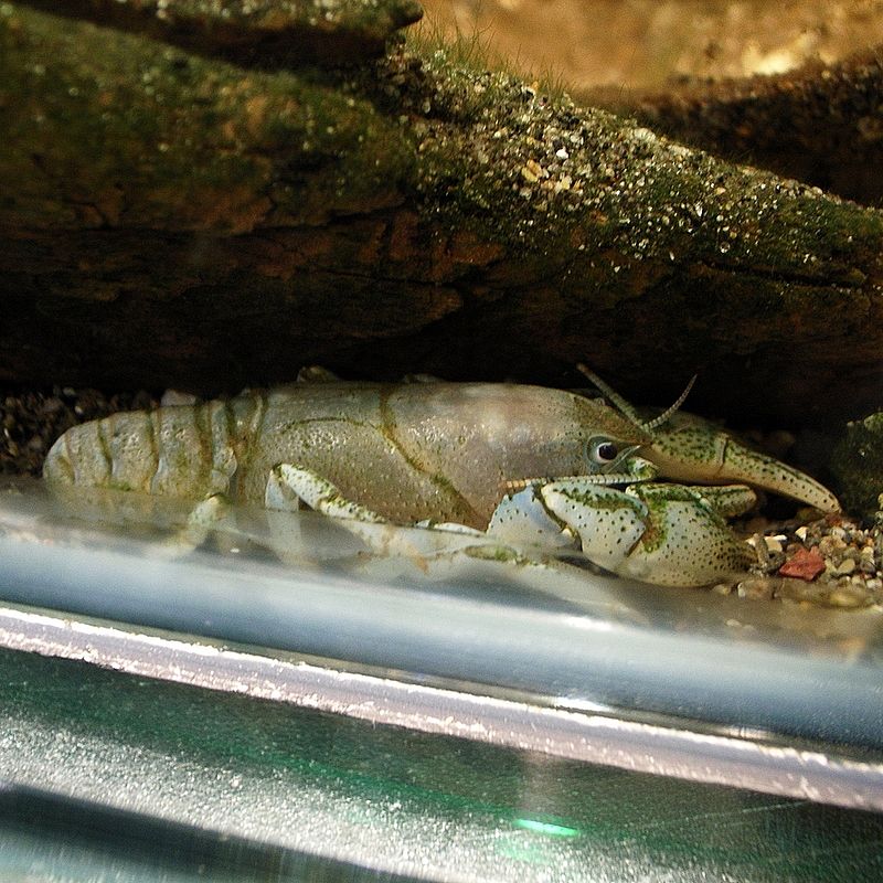 Japan government to fine up to one million yen for anyone harboring ...