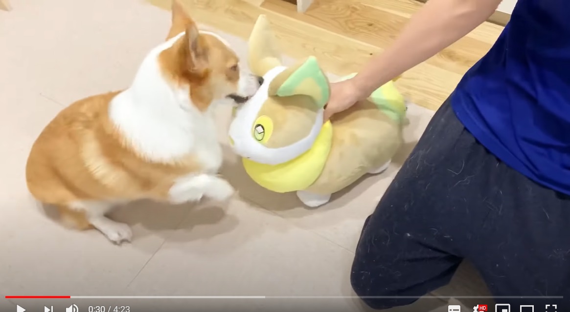 Japanese Corgi makes a Pokémon friend as life-size Yamper plushie moves ...