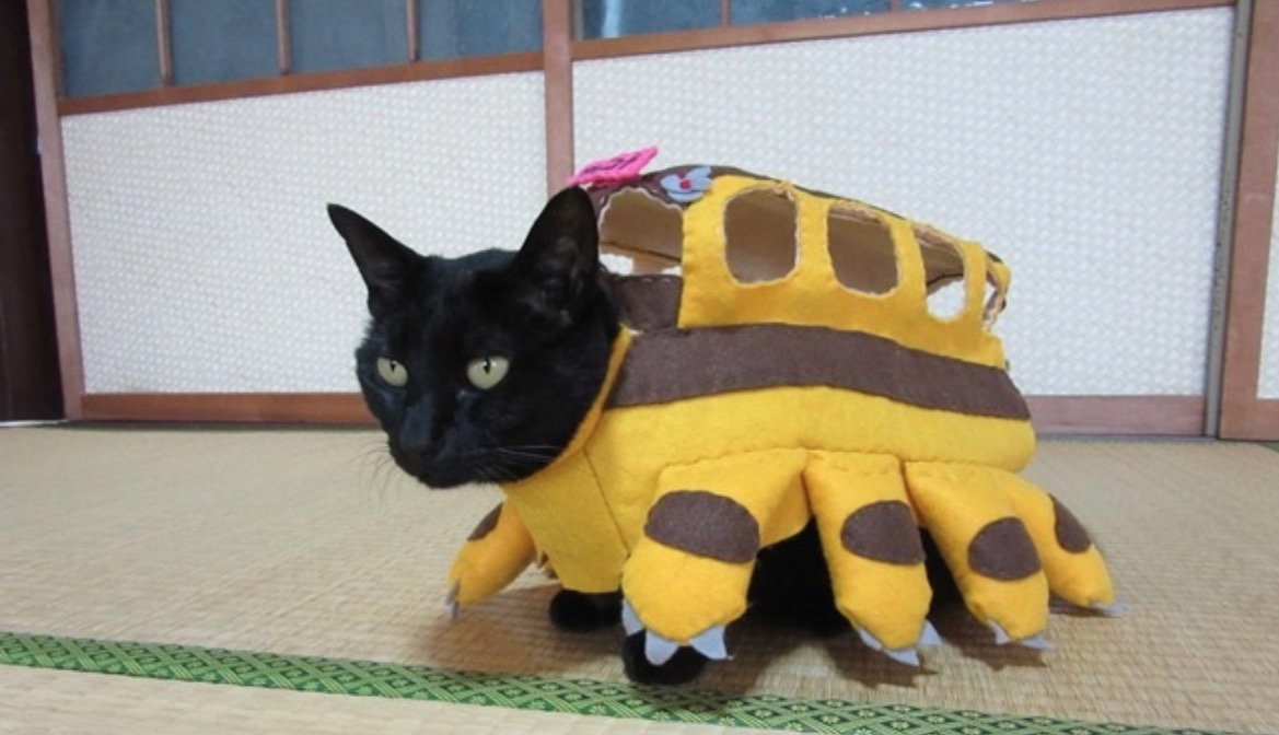 The Japanese cat with over 100 cosplay costumes | SoraNews24 —Japan News—