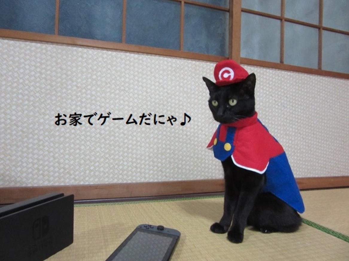 The Japanese cat with over 100 cosplay costumes | SoraNews24 -Japan News-