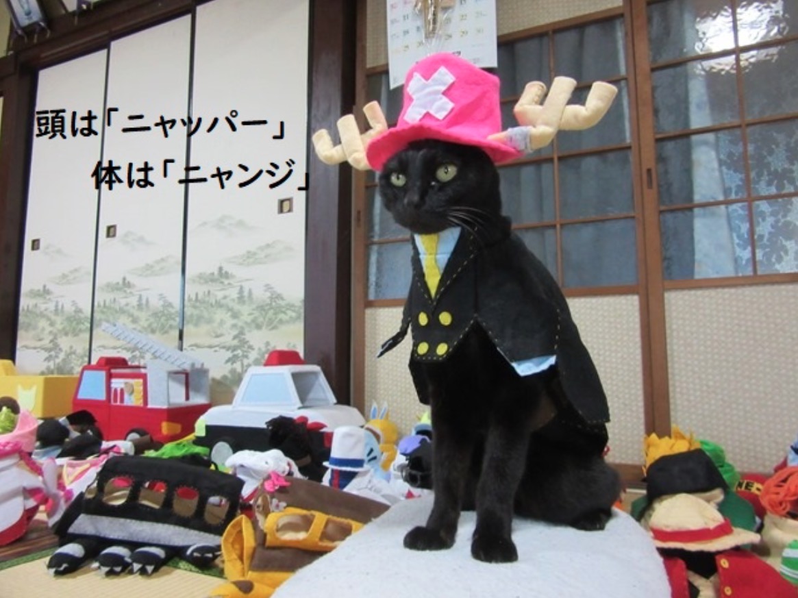 The Japanese cat with over 100 cosplay costumes | SoraNews24 —Japan News—