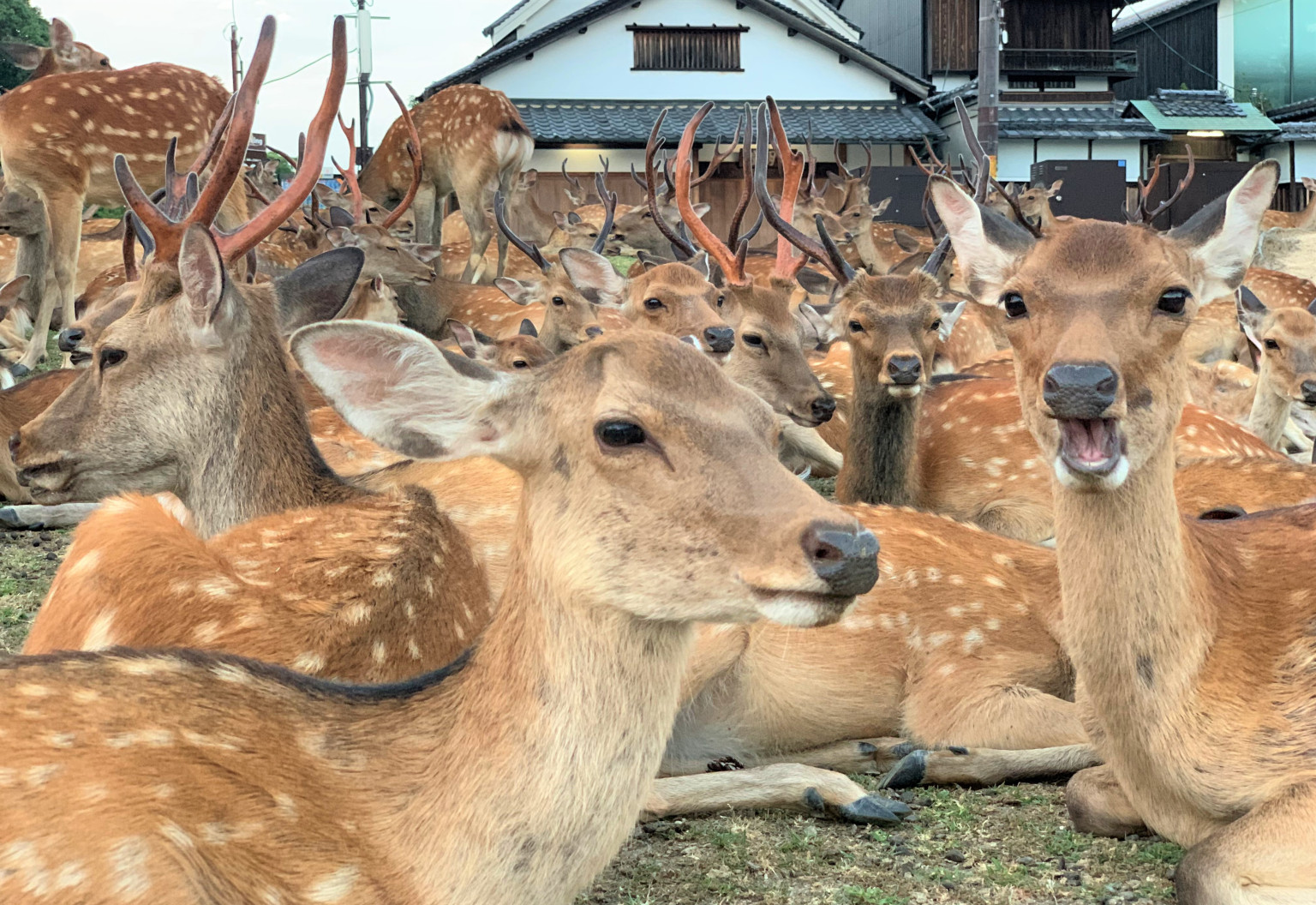 Deer in Nara Park outnumber visitors, display baffling summer gathering ...