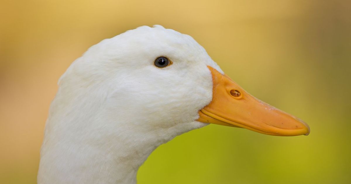 Twitter quacks with laughter at this hilariously angry duck berating a ...