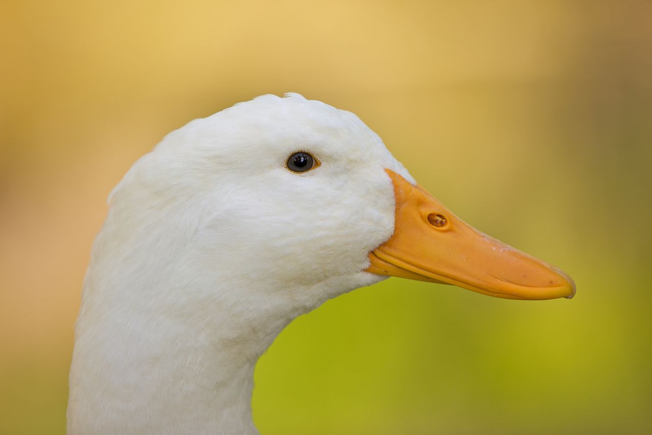 No one has ever loved anything as much as these adorable Japanese ducks ...