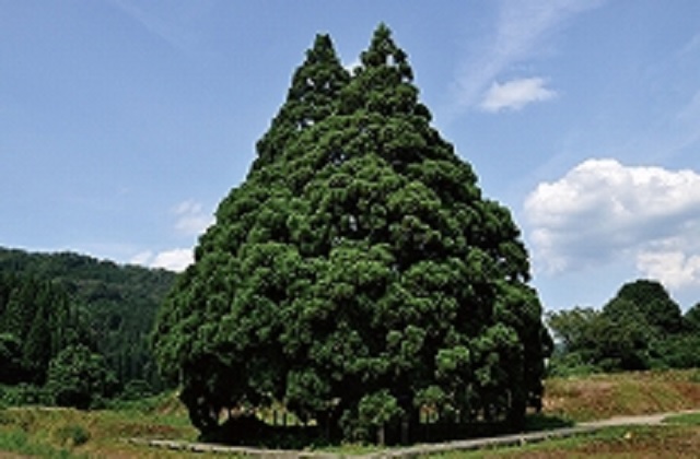 Japan has a “Totoro Tree” that looks just like the Studio Ghibli anime ...