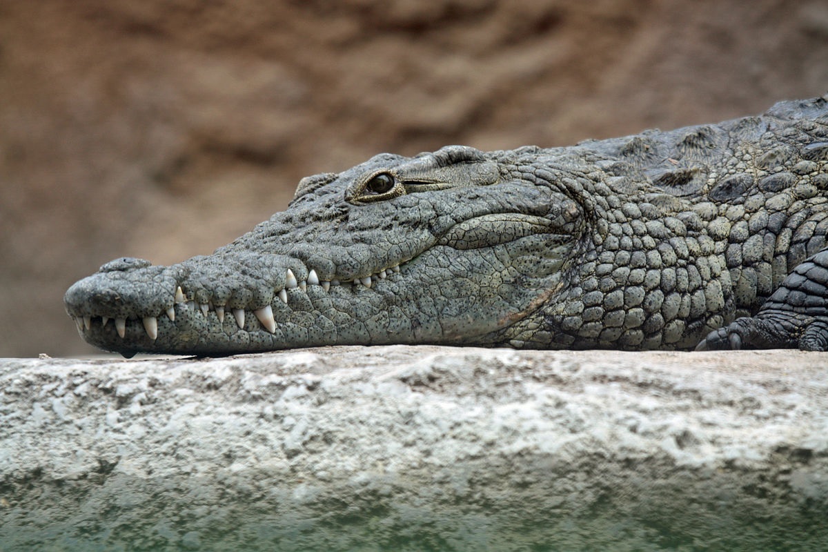 Japanese politician caught watching crocodile video in parliament ...
