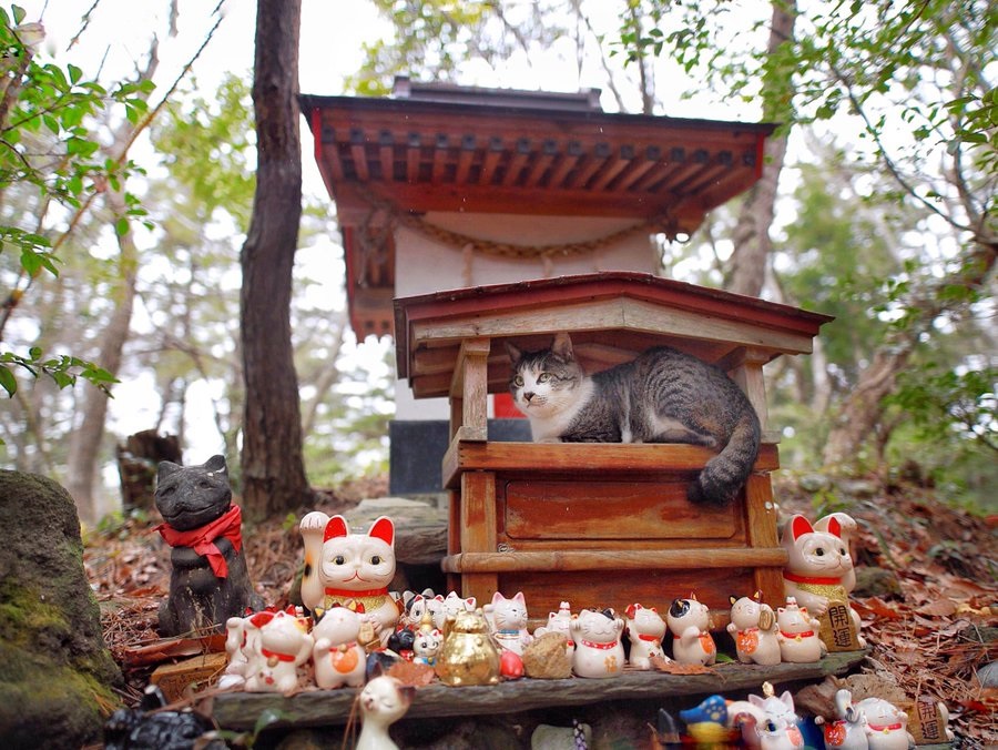 Nine places where cat lovers in Japan can step up their devotion to ...