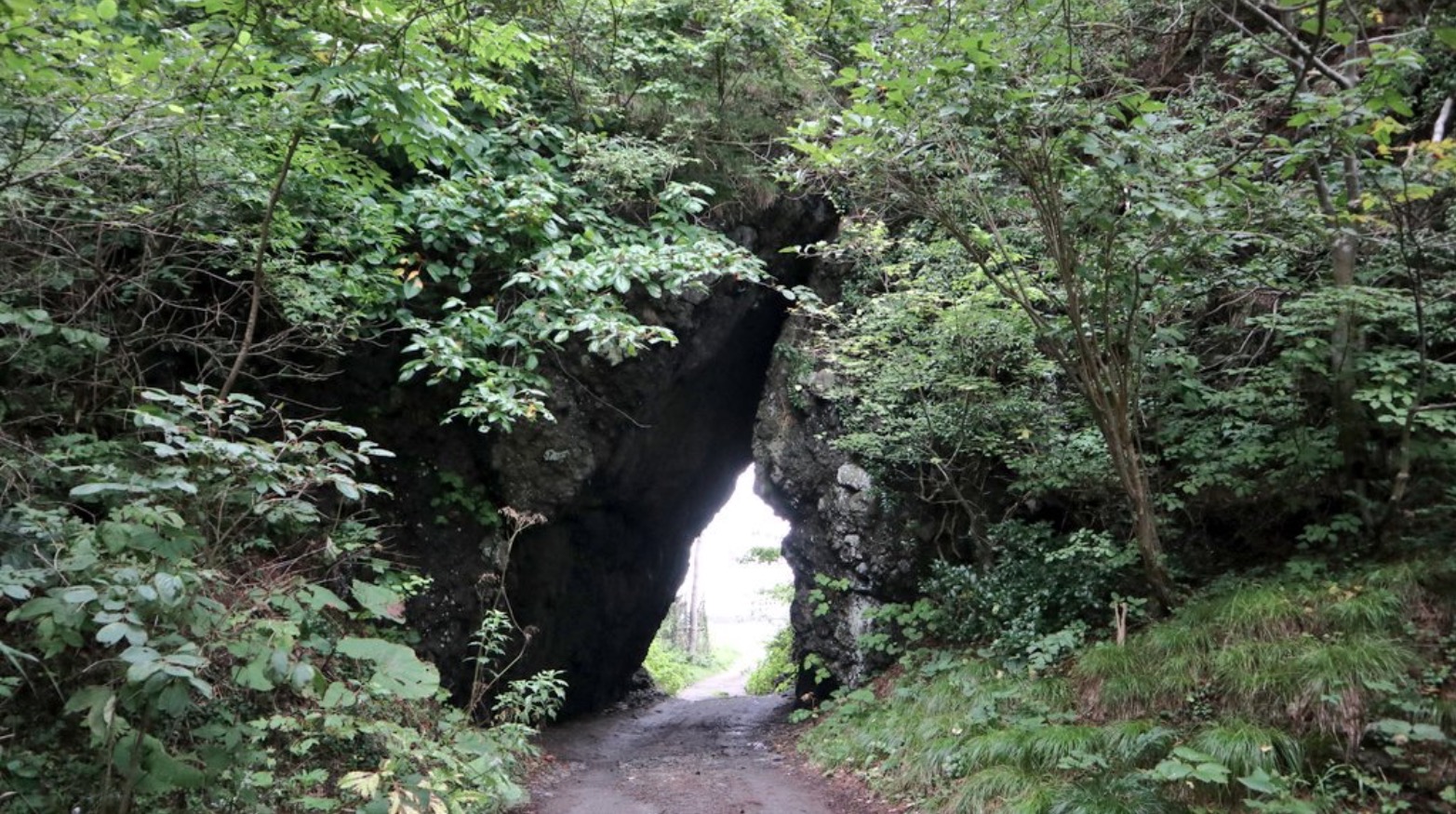 Totoro discovered in Japanese forest【Photos】 | SoraNews24 -Japan News-