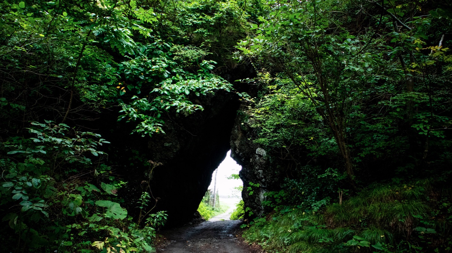 Totoro discovered in Japanese forest【Photos】 | SoraNews24 -Japan News-
