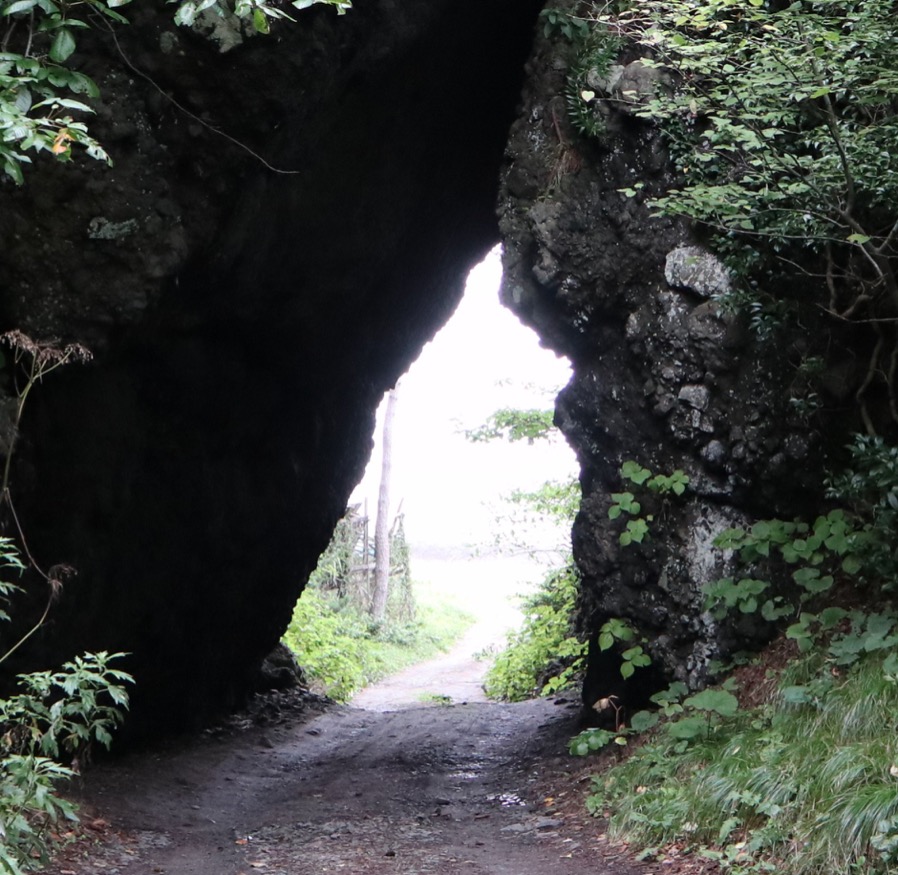 Totoro discovered in Japanese forest【Photos】 | SoraNews24 -Japan News-