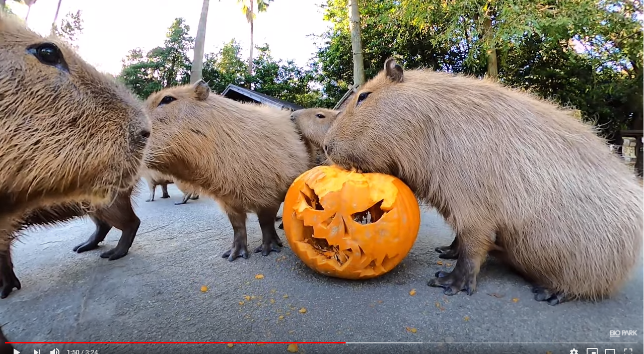 Trick or treat? Capybaras at Nagasaki Biopark devour jack-o’-lantern in ...