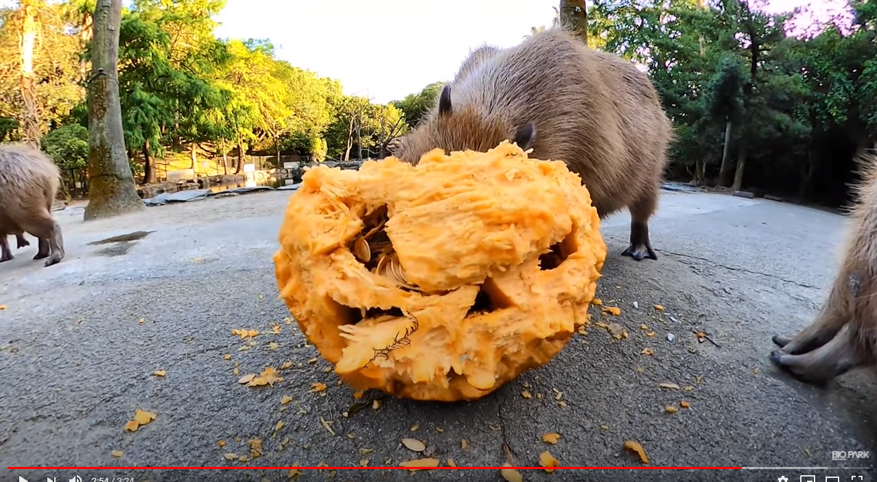 Trick or treat? Capybaras at Nagasaki Biopark devour jack-o’-lantern in ...