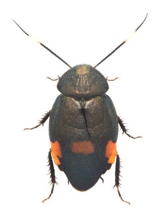 First new Japanese cockroach species in 35 years discovered by ...