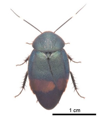 First new Japanese cockroach species in 35 years discovered by ...