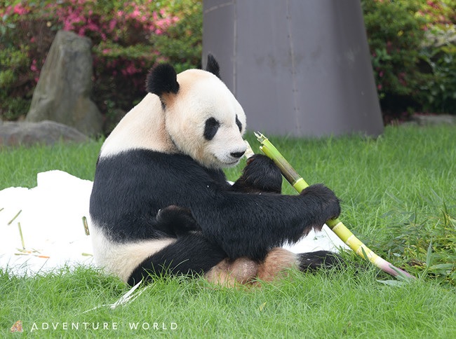 Teeny tiny giant panda baby born in Japan【Photos】 | SoraNews24 —Japan News—